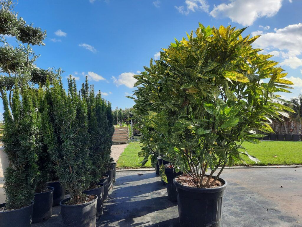 Aucuba Japonica Crotonifolia (Broodboom) | Bomentotaal