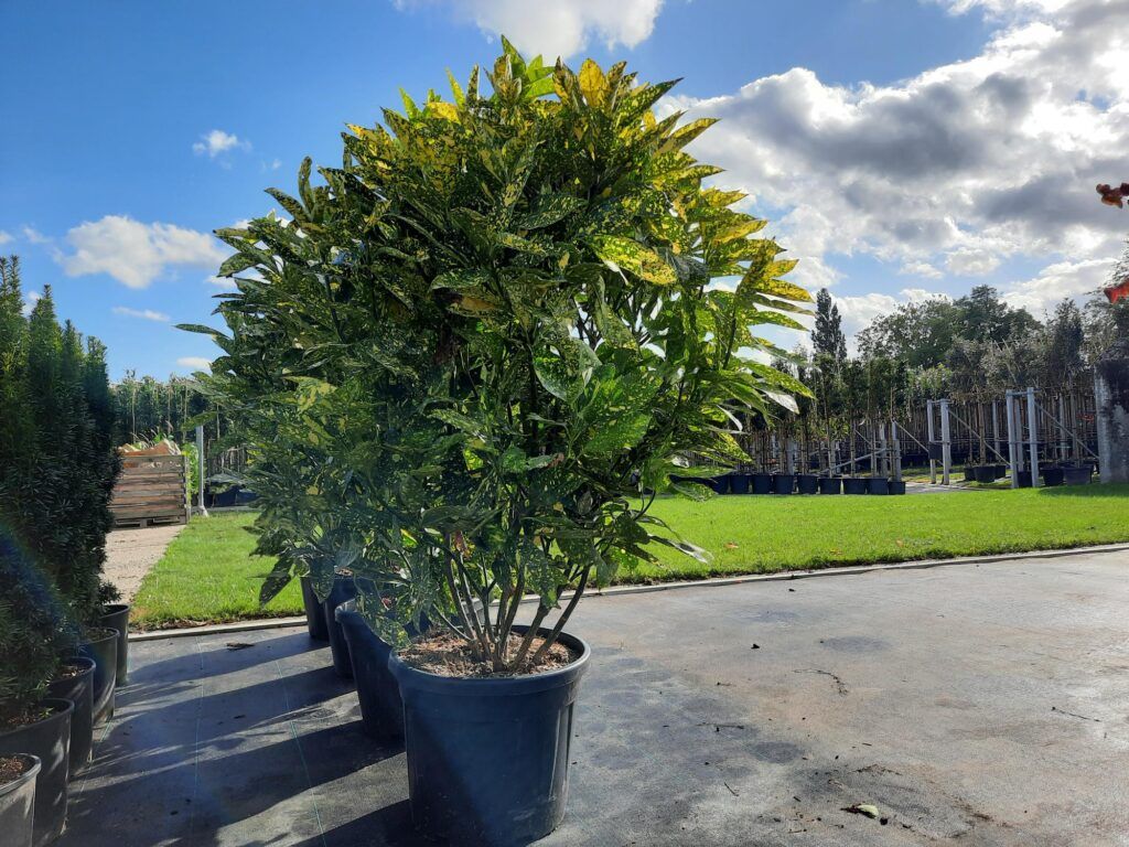 Aucuba Japonica Crotonifolia (Broodboom) | Bomentotaal