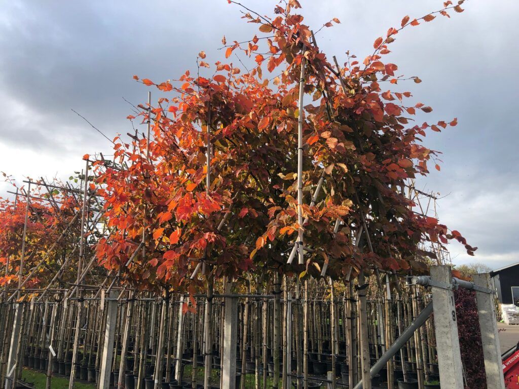 Carpinus Betulus Rockhampton Red Leivorm (Leihaagbeuk) | Bomentotaal