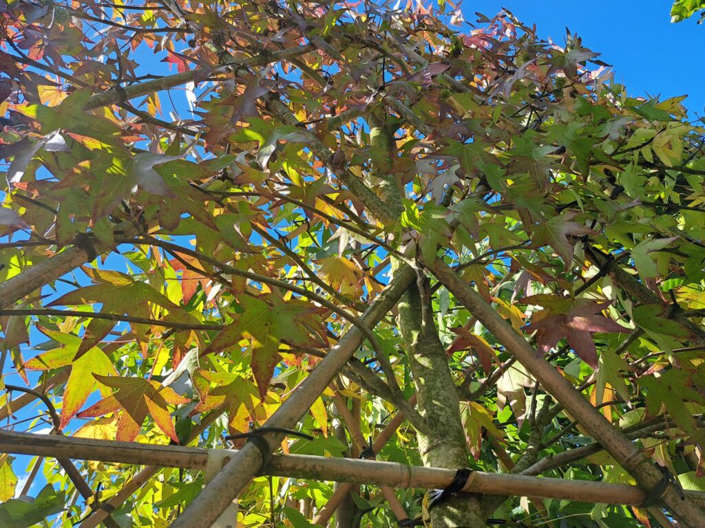 Liquidambar Styraciflua Worplesdon Leivorm (Leiamberboom) | Bomentotaal