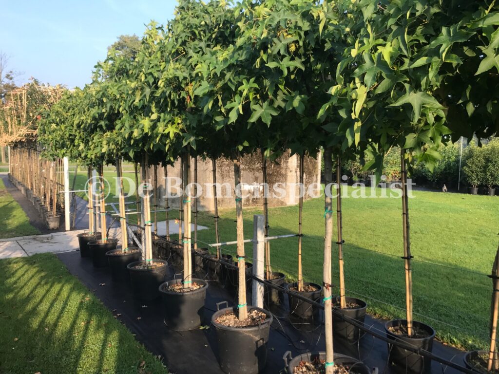 Liquidambar s. Gum Ball (Bolamberboom) | Bomentotaal