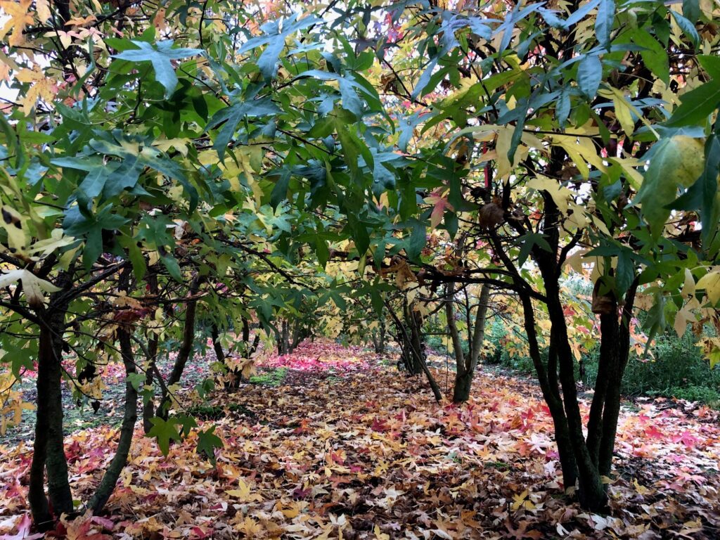 Liquidambar Styraciflua Meerstammig (Amberboom) | Bomentotaal