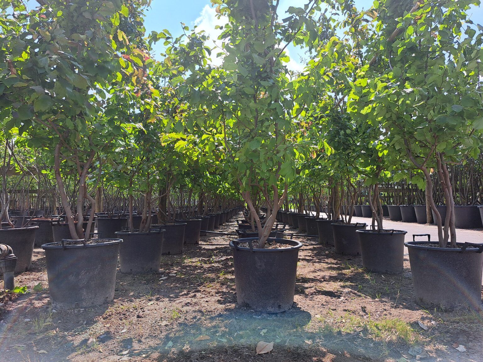 Parrotia Persica Meerstammig (Perzisch IJzerhout) | Bomentotaal