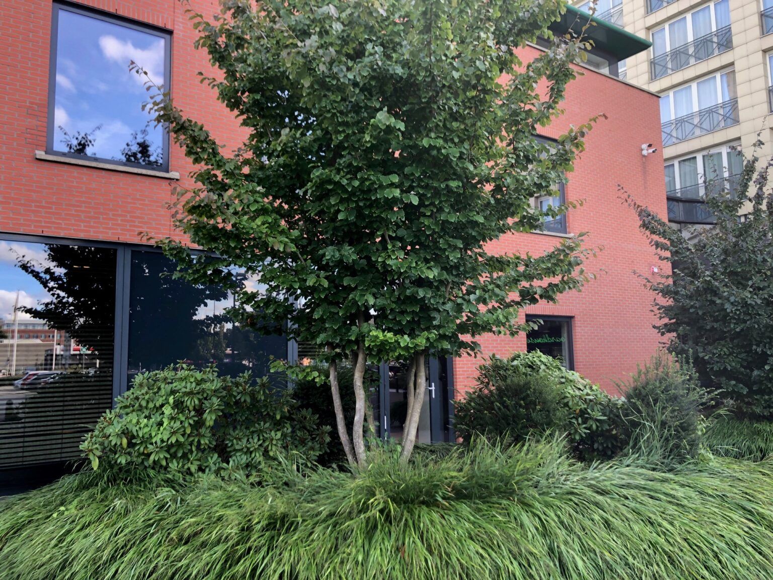 Parrotia Persica Meerstammig (Perzisch IJzerhout) | Bomentotaal