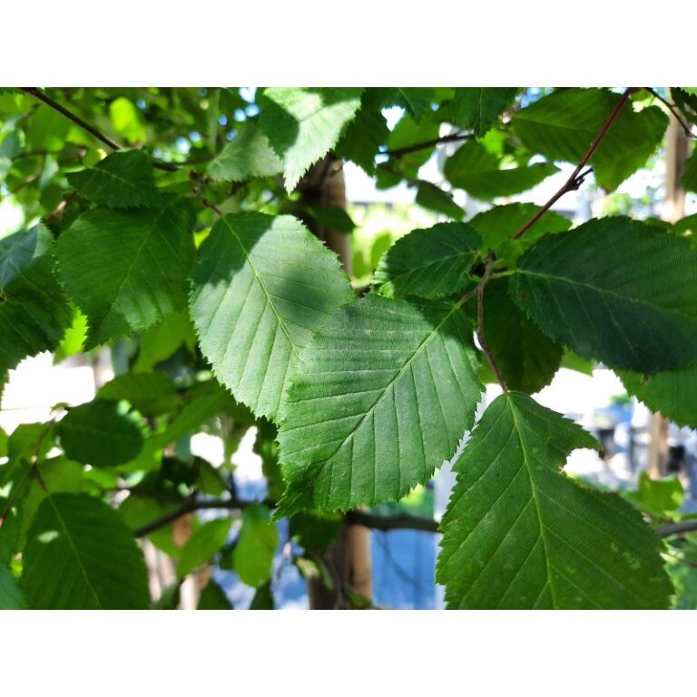 Carpinus Betulus (Haagbeuk) | Bomentotaal