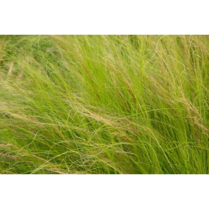 Stipa tenuissima ‘Ponytails’ | Bomentotaal